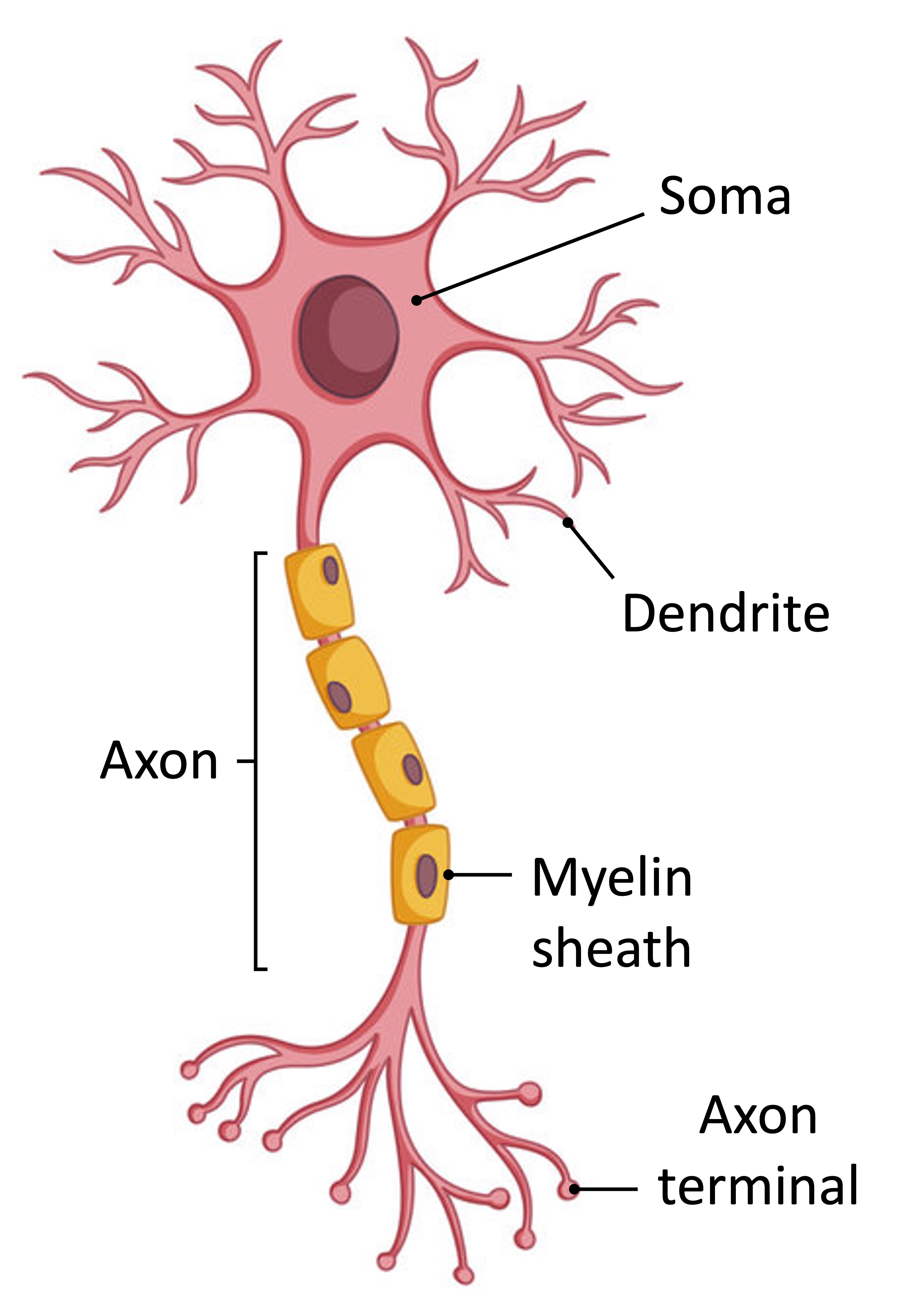 Neurons Neurons